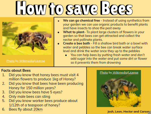 How To Save The Bees – Kane @ Panmure Bridge School